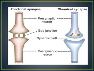 Synapse , physiology of synapses in very easy way | PPTX