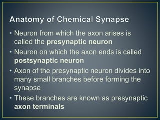 Synapse , physiology of synapses in very easy way | PPTX