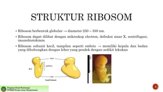 MATERI BIOLOGI MOLEKULER - RIBOSOM & SINTESIS PROTEIN.pptx
