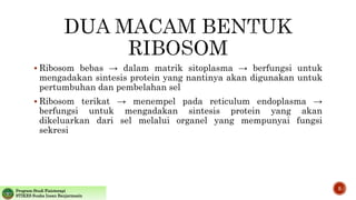 MATERI BIOLOGI MOLEKULER - RIBOSOM & SINTESIS PROTEIN.pptx