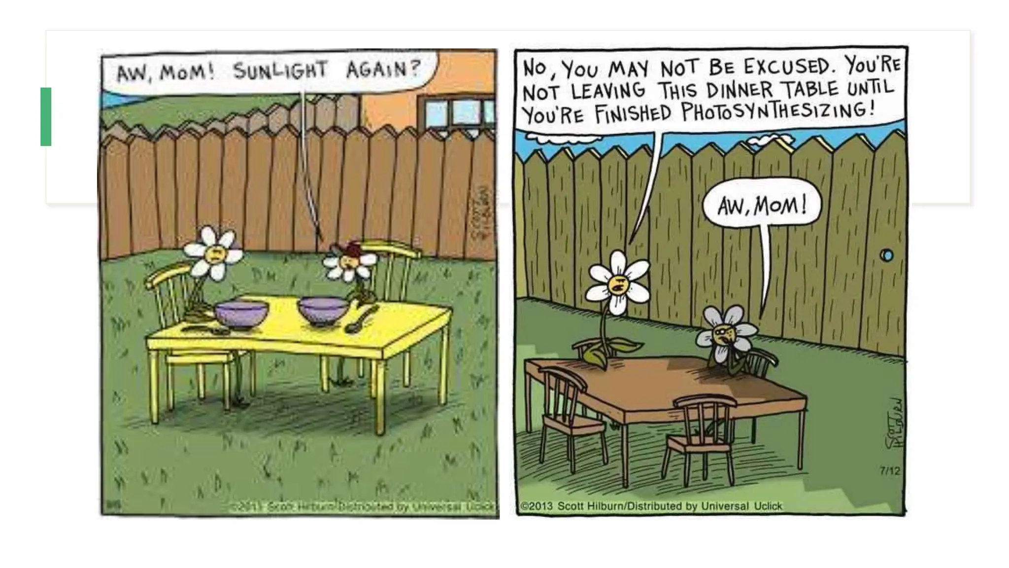 WHY DO WE NEED PLANTS - YEAR 8 PHOTOSYNTHESIS | PPTX