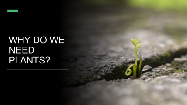 WHY DO WE NEED PLANTS - YEAR 8 PHOTOSYNTHESIS | PPTX | Gardening | Home ...