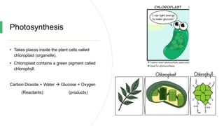 WHY DO WE NEED PLANTS - YEAR 8 PHOTOSYNTHESIS | PPTX
