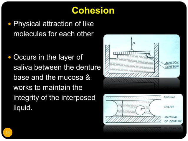 6.Retention, stability and support in complete denture.pptx | Oral care ...