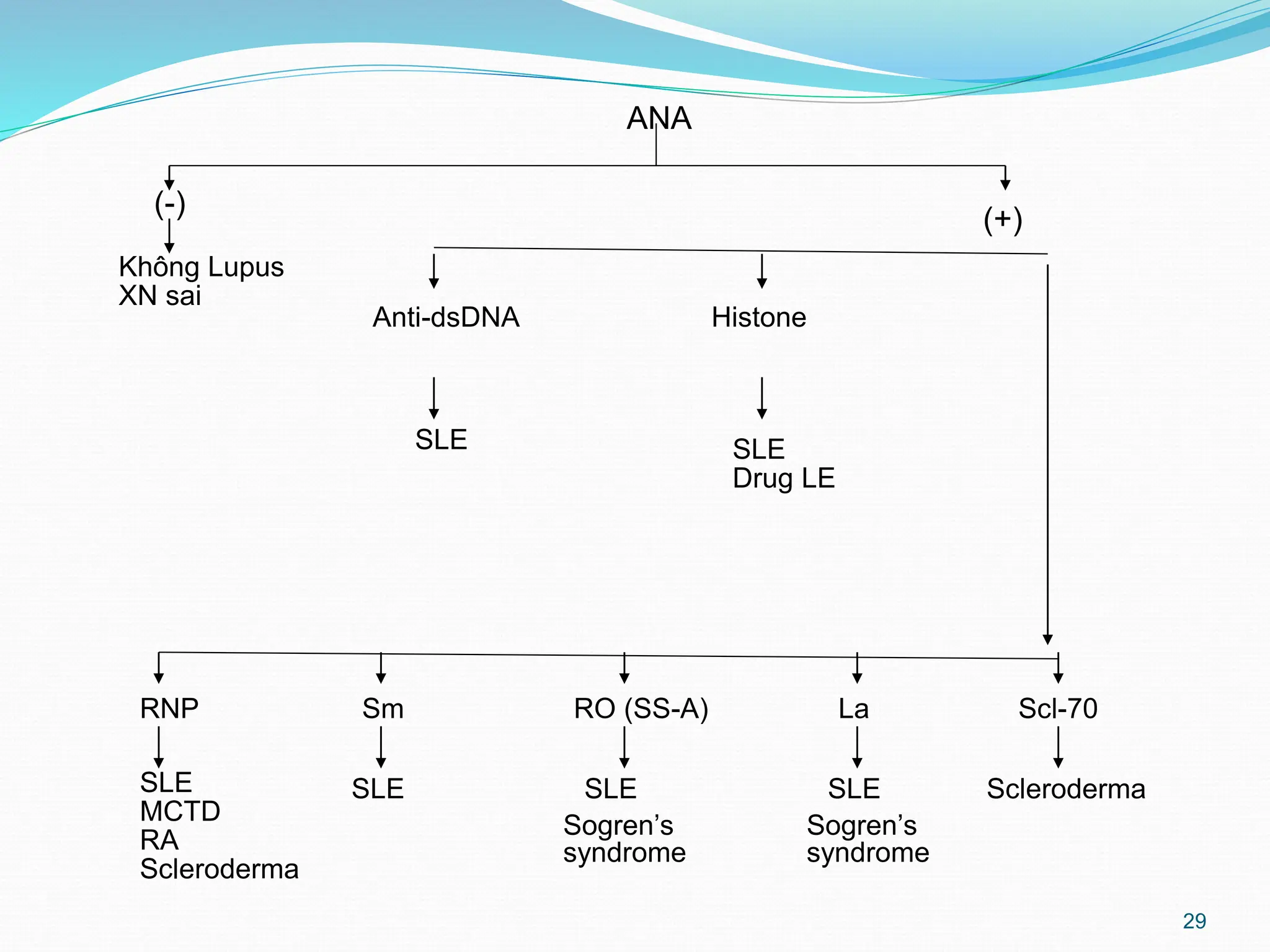 6. Lupus ban đỏ hệ thống (SLE).pdf hay cực kỳ | PDF