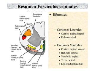 6. MEDULA ESPINAL 2.ppt6. MEDULA ESPINAL 2.ppt