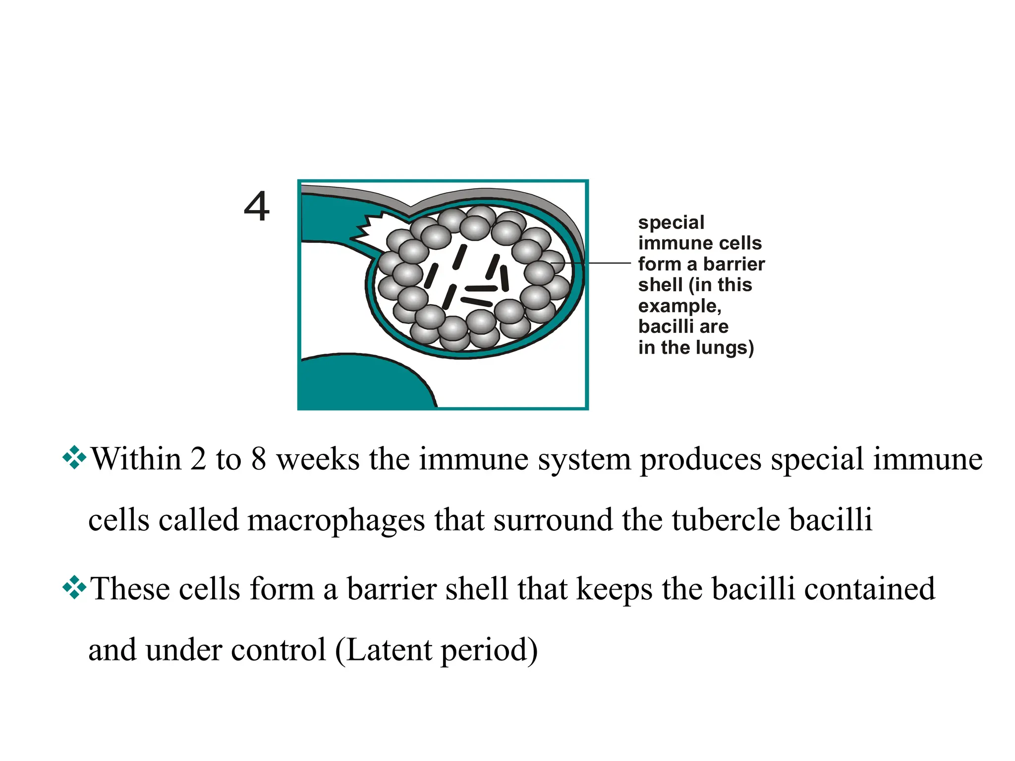 6.TUBERCLOSIS in respiratory part of study..pptx
