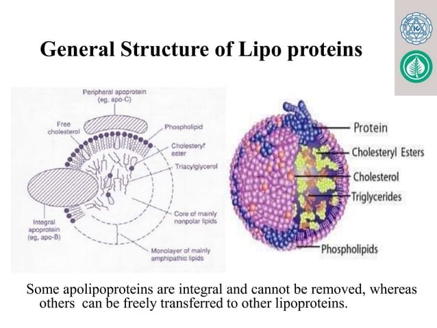 Lipoproteins metabolism for MMBS, Lab. Med. BDSpptx | PPT