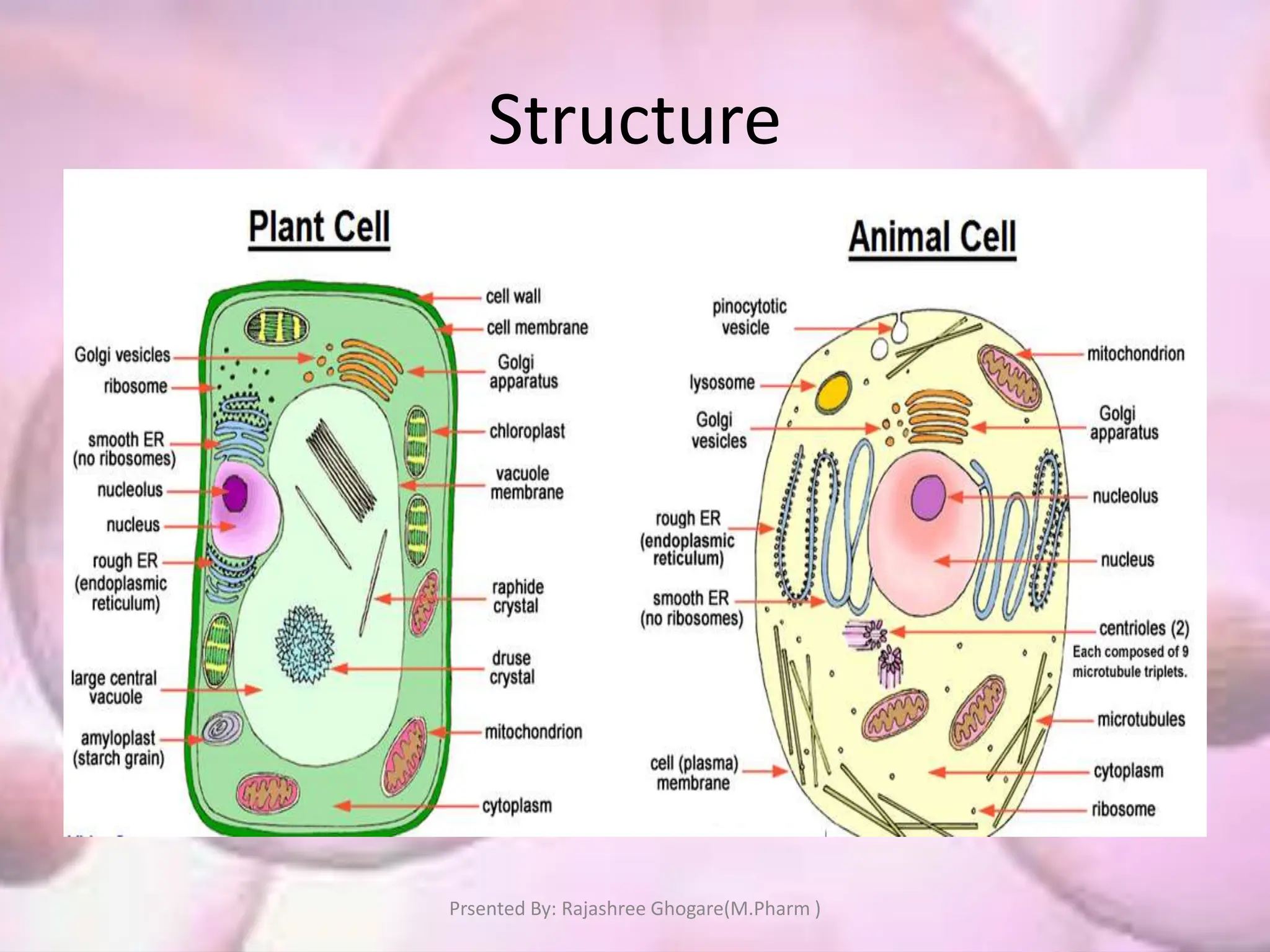 Cellular level of organization,Plant cell,animal cell | PPTX