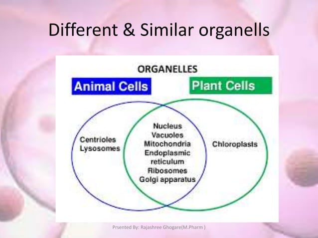 Cellular level of organization,Plant cell,animal cell | PPT