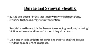 6.pptx: Understanding Joint Stability: Factors and Mechanisms | PPT
