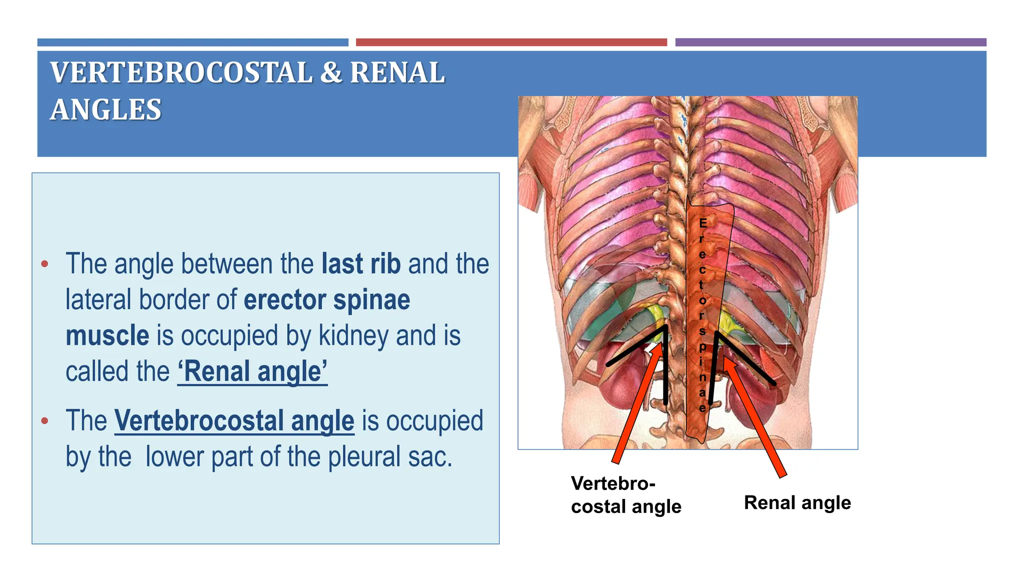 6. ANATOMY OF THE KIDNEY, URETER & POSTERIOR.pdf