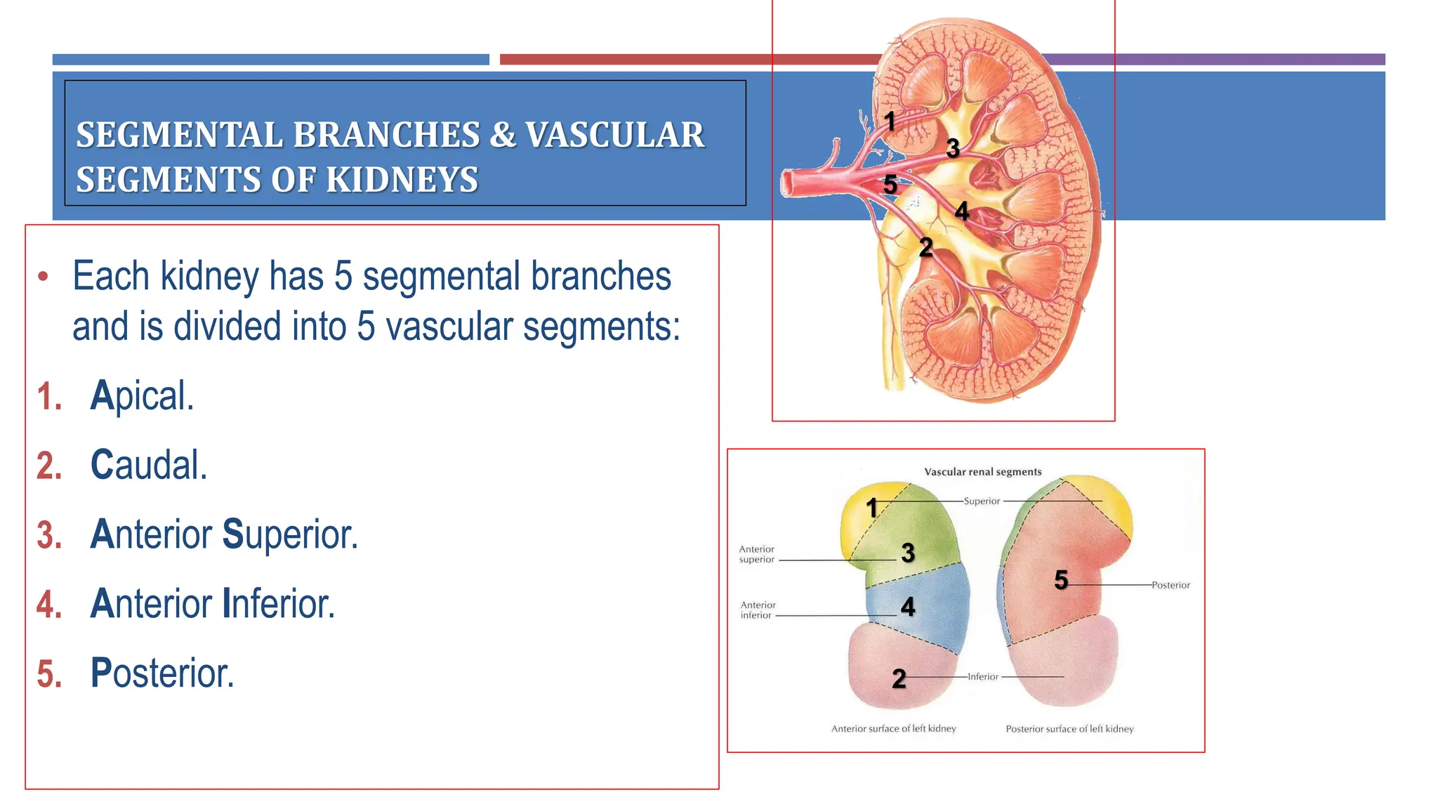 6. ANATOMY OF THE KIDNEY, URETER & POSTERIOR.pdf