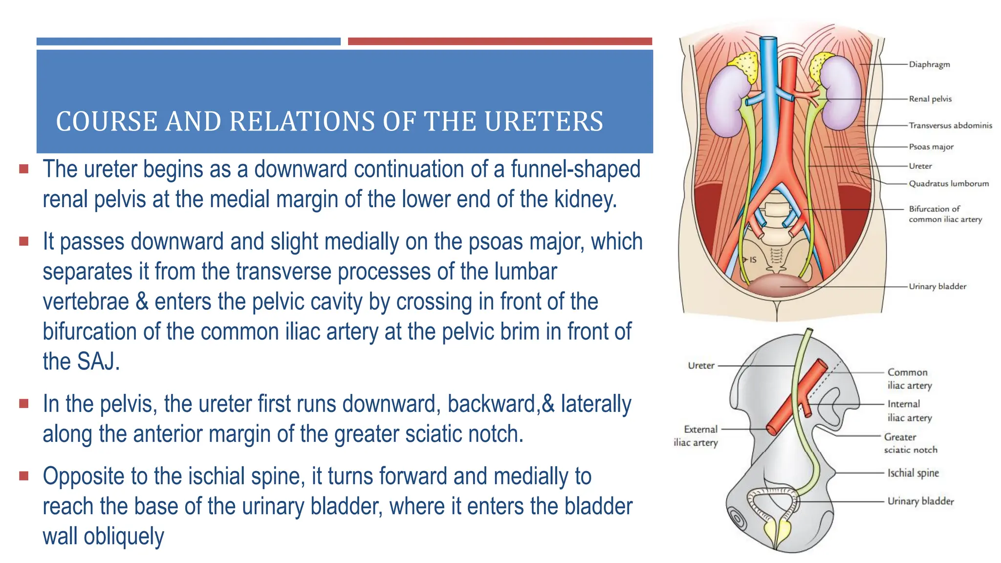 6. ANATOMY OF THE KIDNEY, URETER & POSTERIOR.pdf