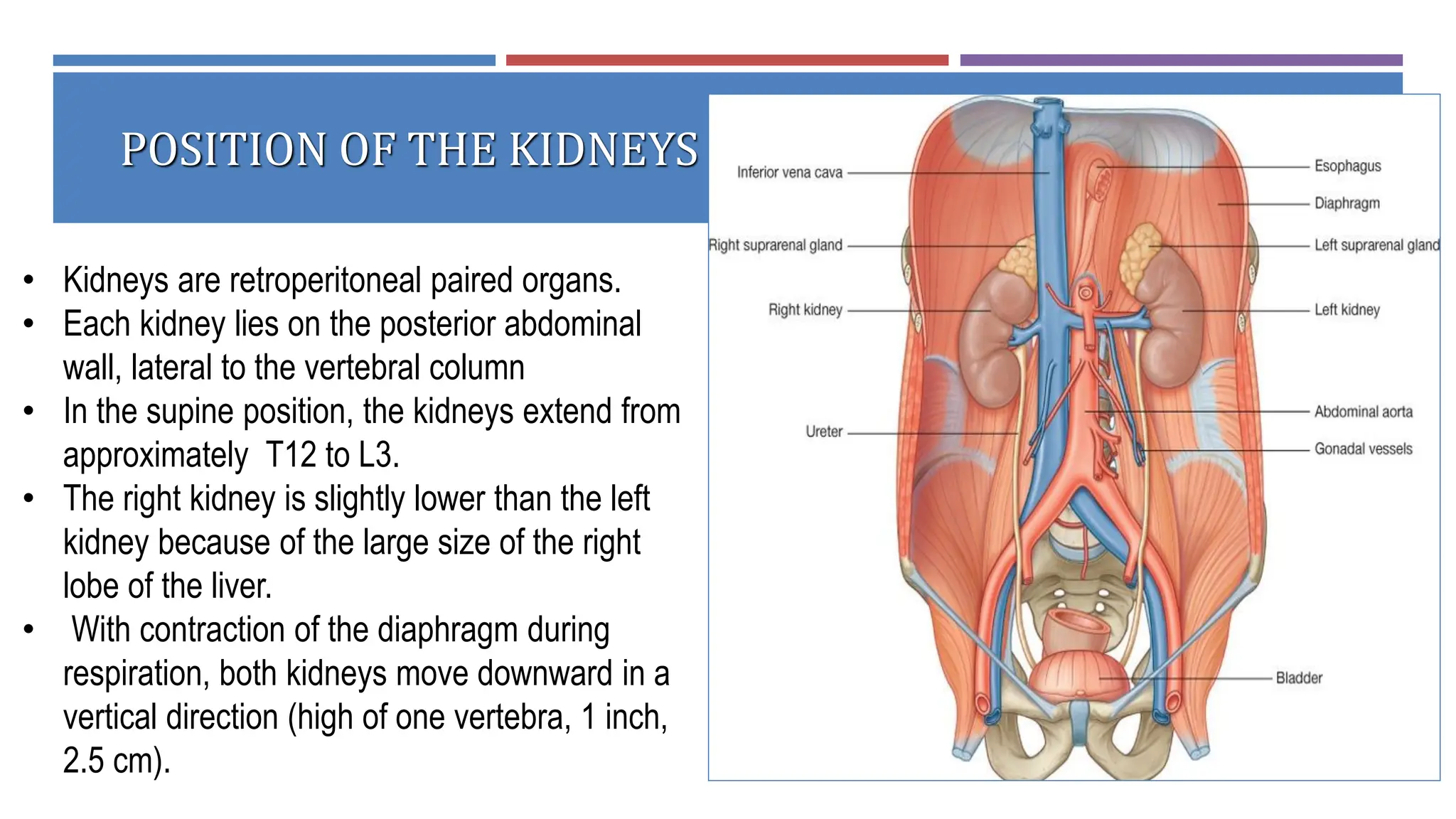6. ANATOMY OF THE KIDNEY, URETER & POSTERIOR.pdf