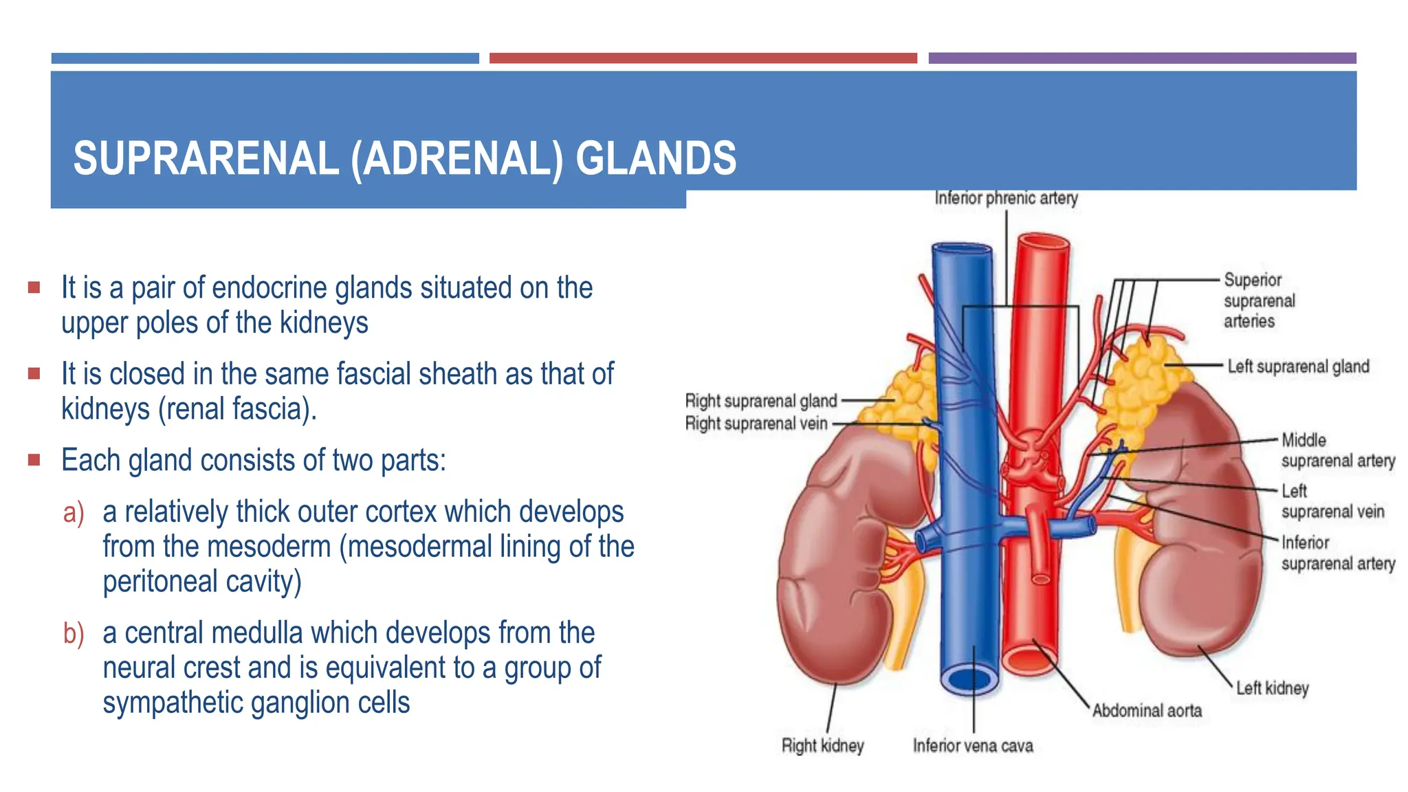 6. ANATOMY OF THE KIDNEY, URETER & POSTERIOR.pdf | Death, Injury, or ...