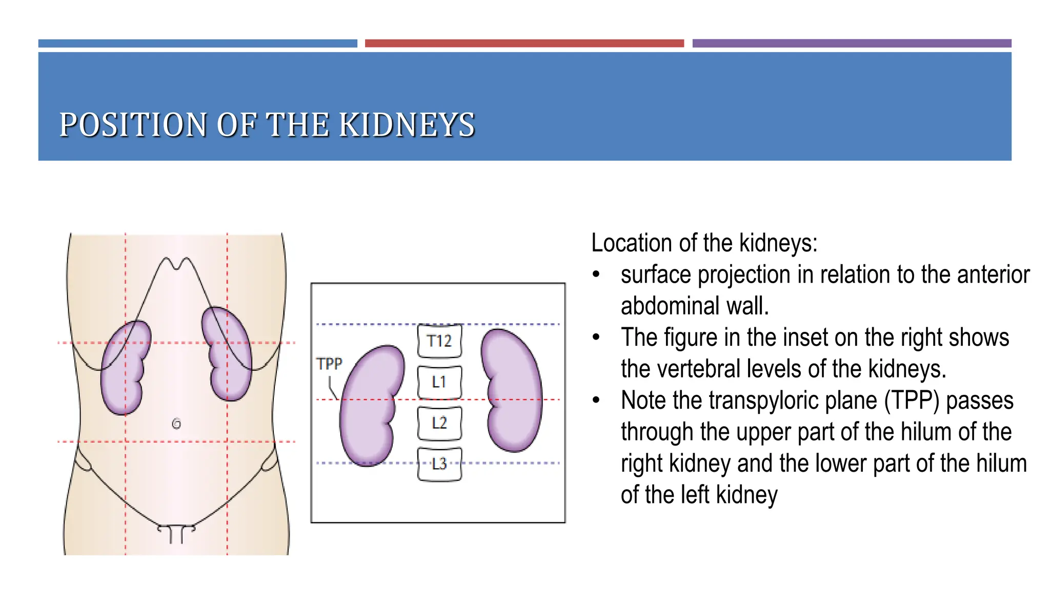 6. ANATOMY OF THE KIDNEY, URETER & POSTERIOR.pdf
