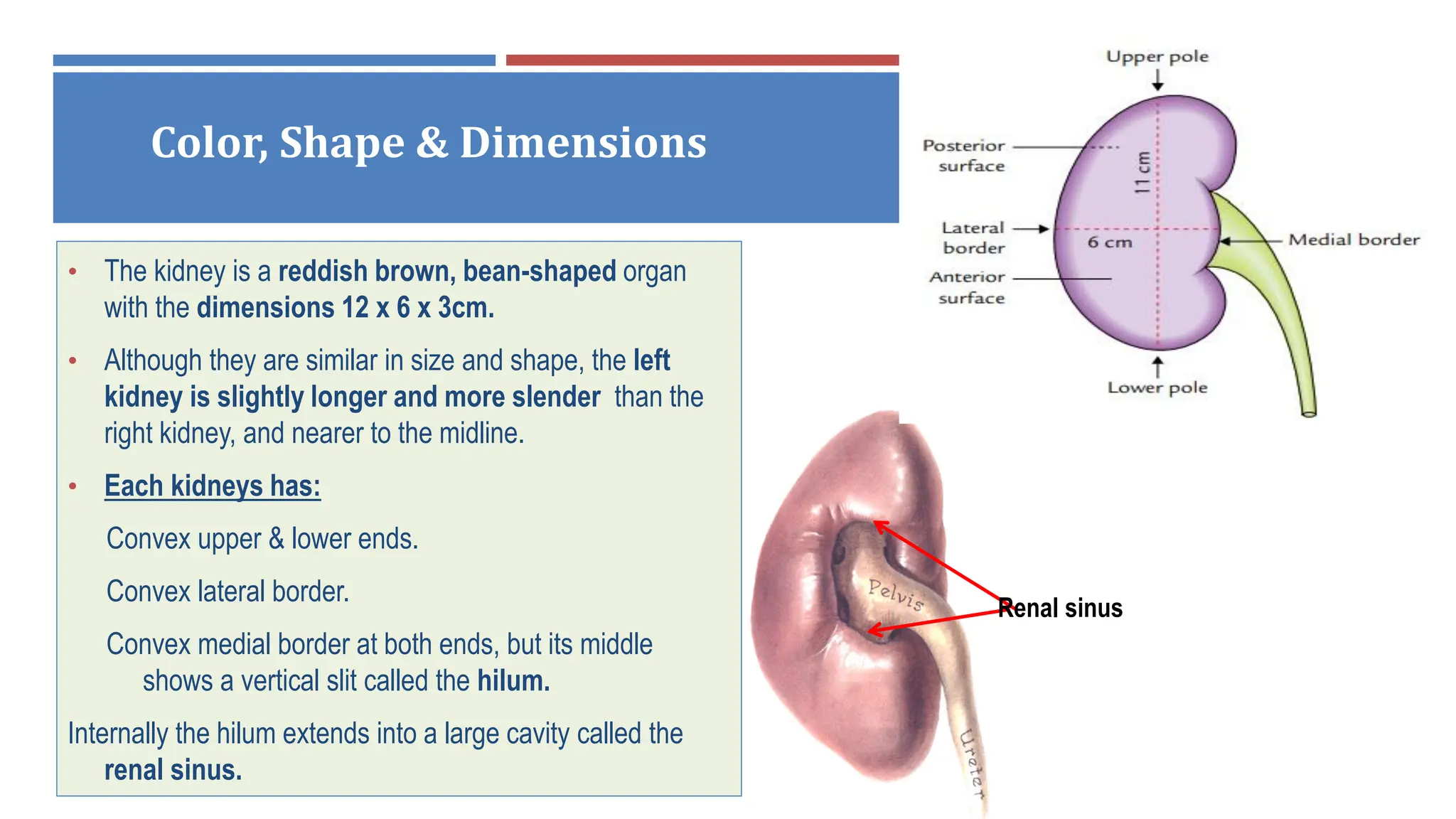 6. ANATOMY OF THE KIDNEY, URETER & POSTERIOR.pdf