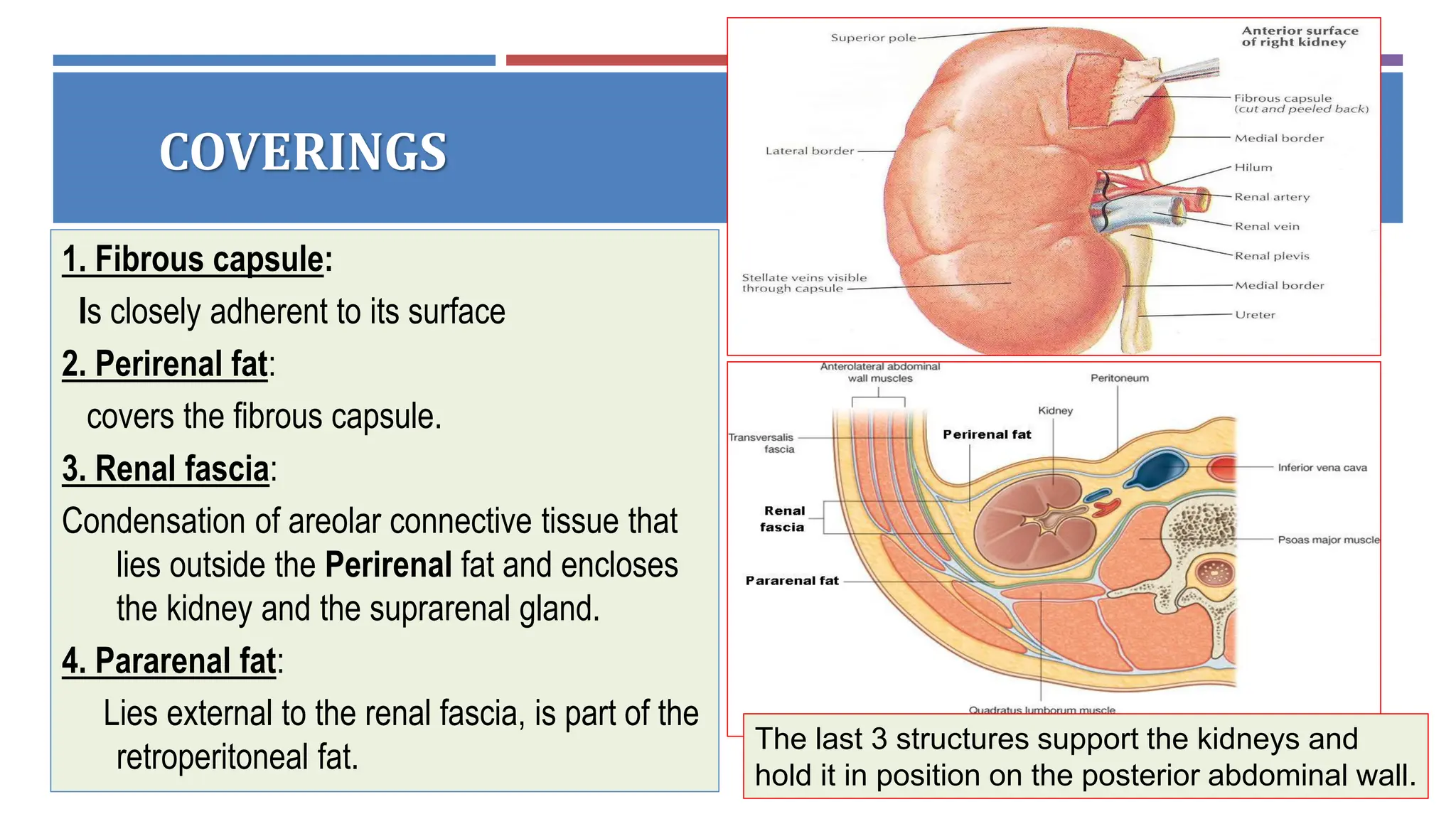 6. ANATOMY OF THE KIDNEY, URETER & POSTERIOR.pdf