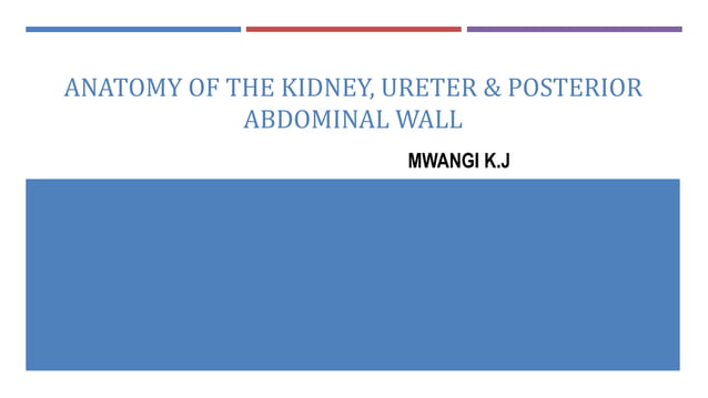 6. ANATOMY OF THE KIDNEY, URETER & POSTERIOR.pdf