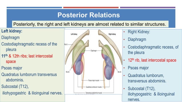 6. ANATOMY OF THE KIDNEY, URETER & POSTERIOR.pdf