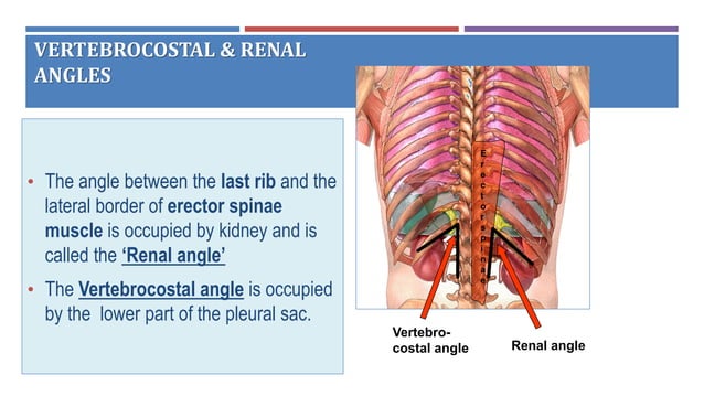 6. ANATOMY OF THE KIDNEY, URETER & POSTERIOR.pdf