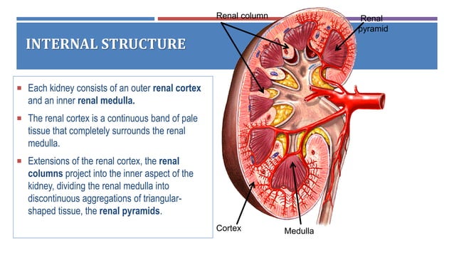 6. ANATOMY OF THE KIDNEY, URETER & POSTERIOR.pdf
