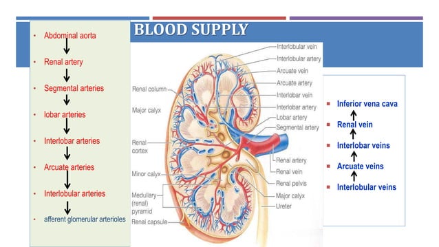 6. ANATOMY OF THE KIDNEY, URETER & POSTERIOR.pdf
