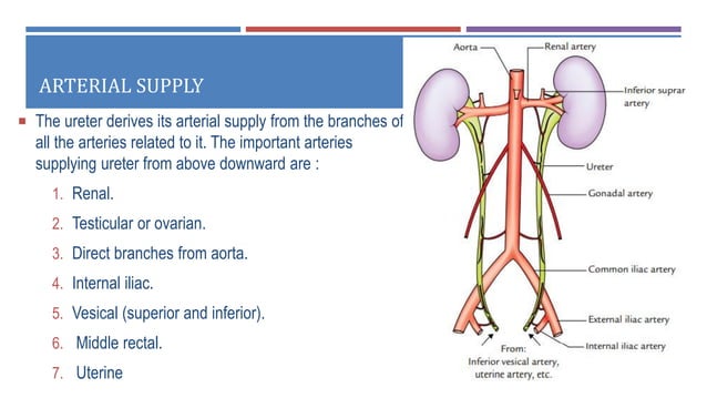6. ANATOMY OF THE KIDNEY, URETER & POSTERIOR.pdf