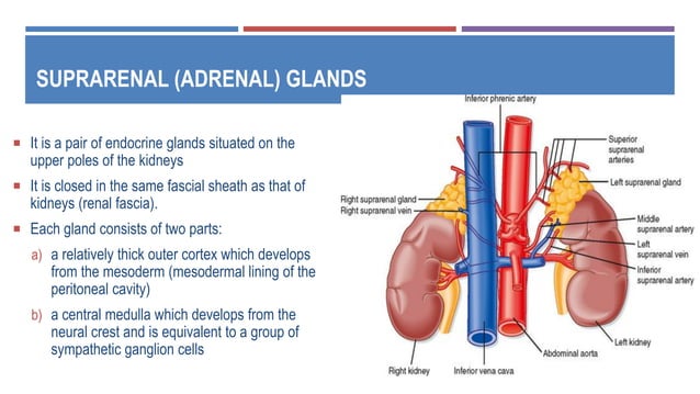 6. ANATOMY OF THE KIDNEY, URETER & POSTERIOR.pdf