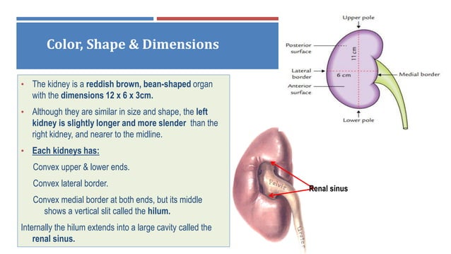 6. ANATOMY OF THE KIDNEY, URETER & POSTERIOR.pdf