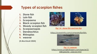 6.scorpion fish-1.pdf. They are called rockfish or stonefish because ...