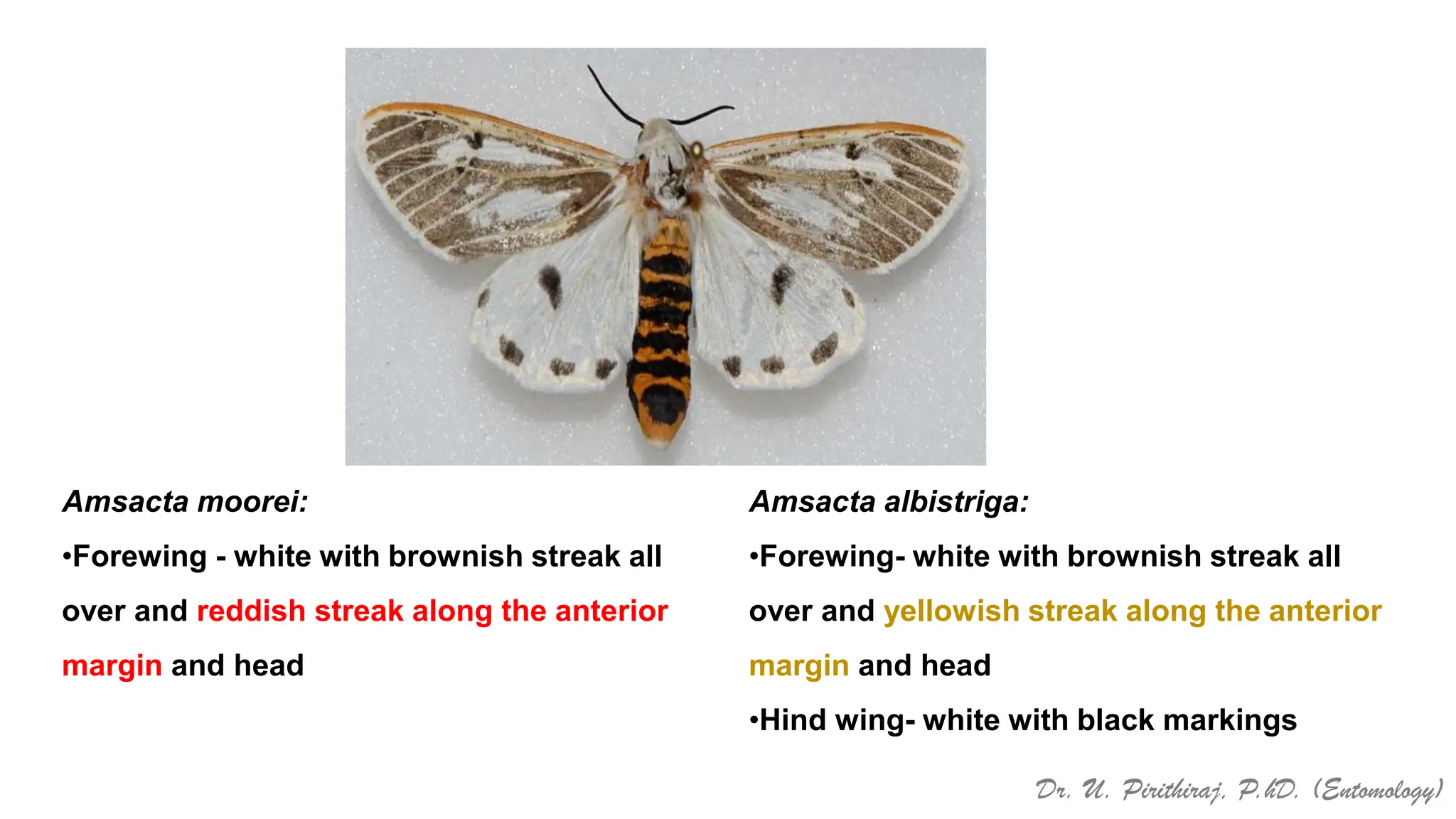6.1 Pests of Groundnut_Binomics_Identification_Dr.UPR