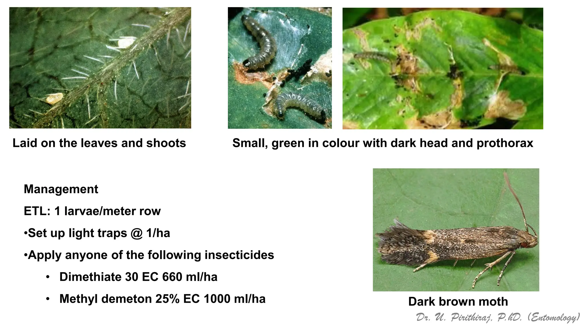 6.1 Pests of Groundnut_Binomics_Identification_Dr.UPR