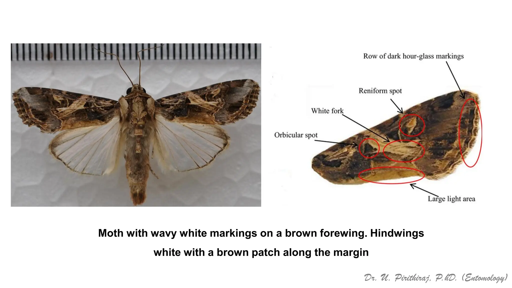 6.1 Pests of Groundnut_Binomics_Identification_Dr.UPR