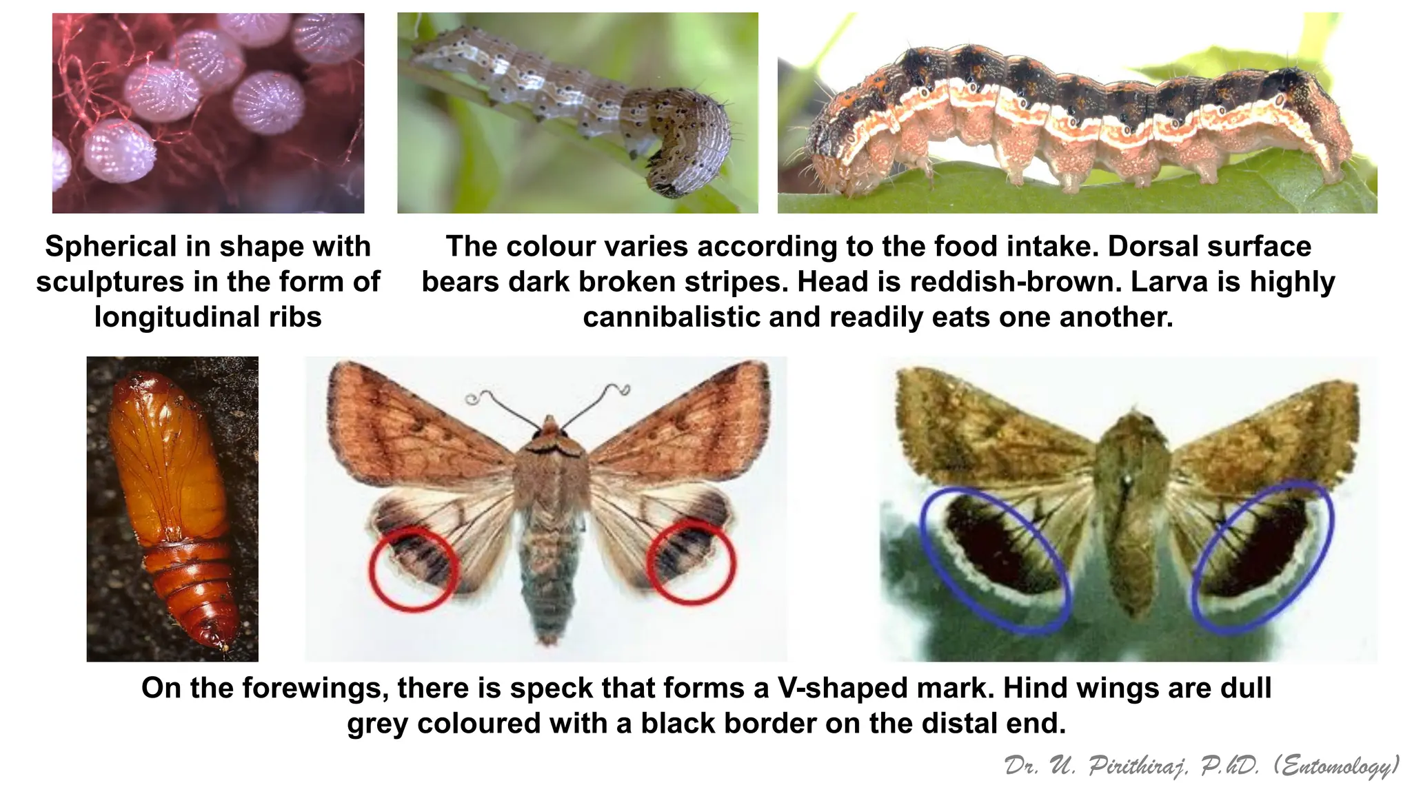 6.1 Pests of Groundnut_Binomics_Identification_Dr.UPR