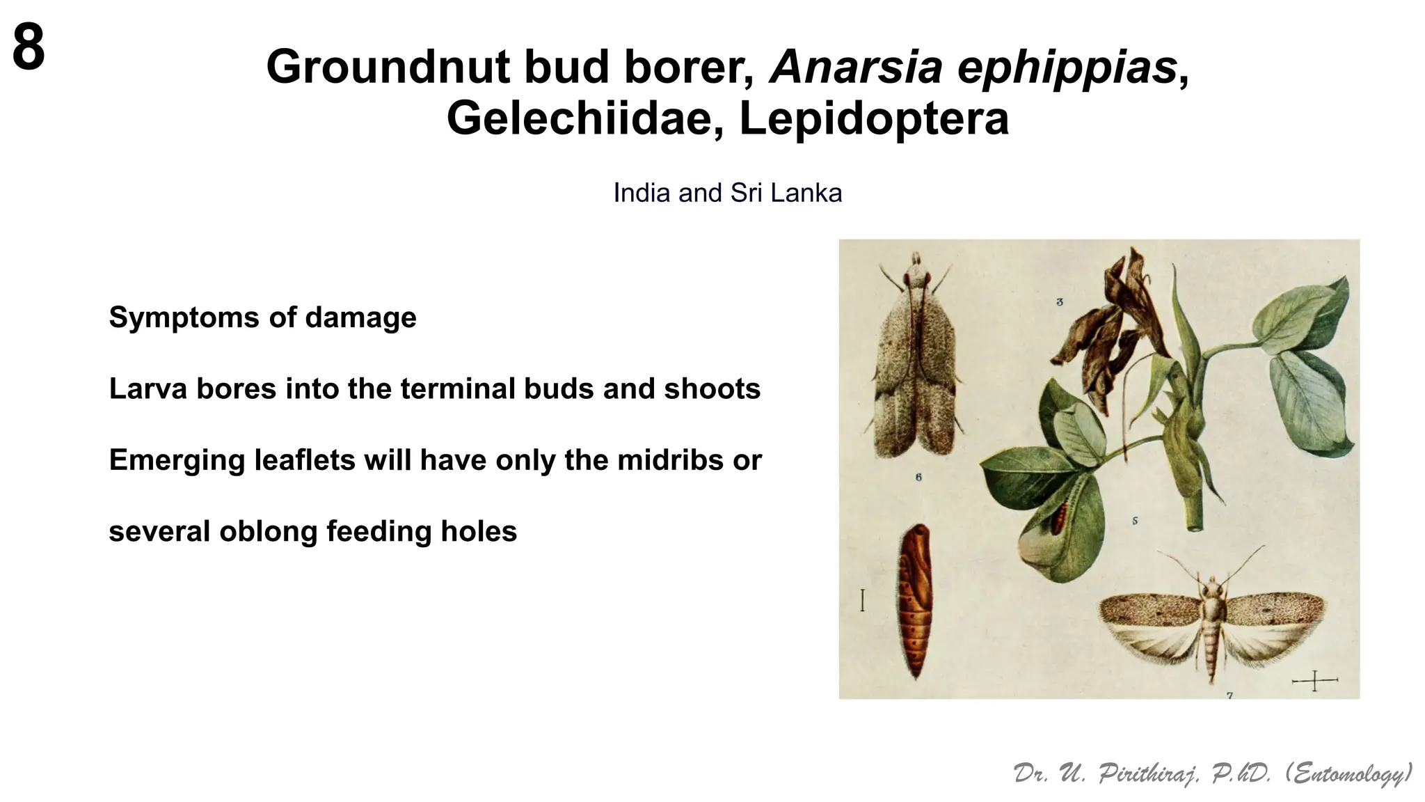 6.1 Pests of Groundnut_Binomics_Identification_Dr.UPR