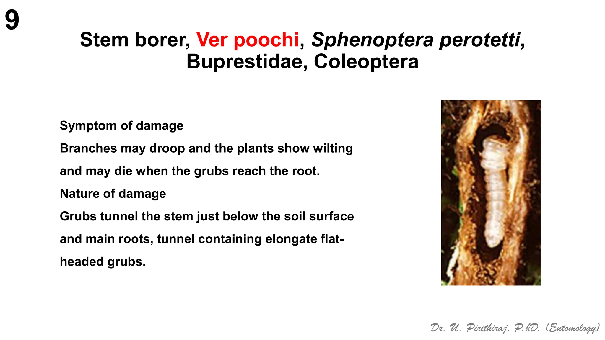 6.1 Pests of Groundnut_Binomics_Identification_Dr.UPR