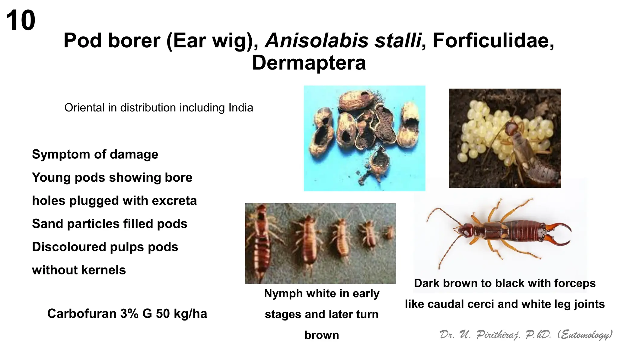 6.1 Pests of Groundnut_Binomics_Identification_Dr.UPR | Agriculture ...