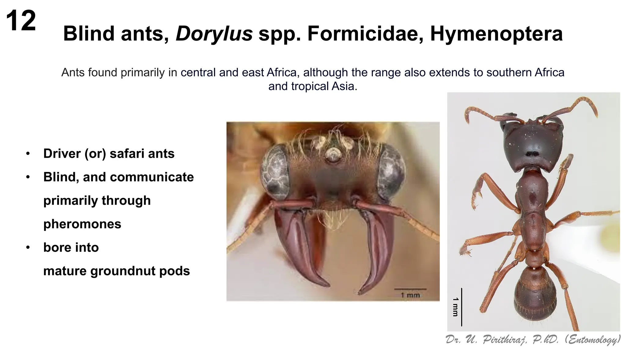 6.1 Pests of Groundnut_Binomics_Identification_Dr.UPR