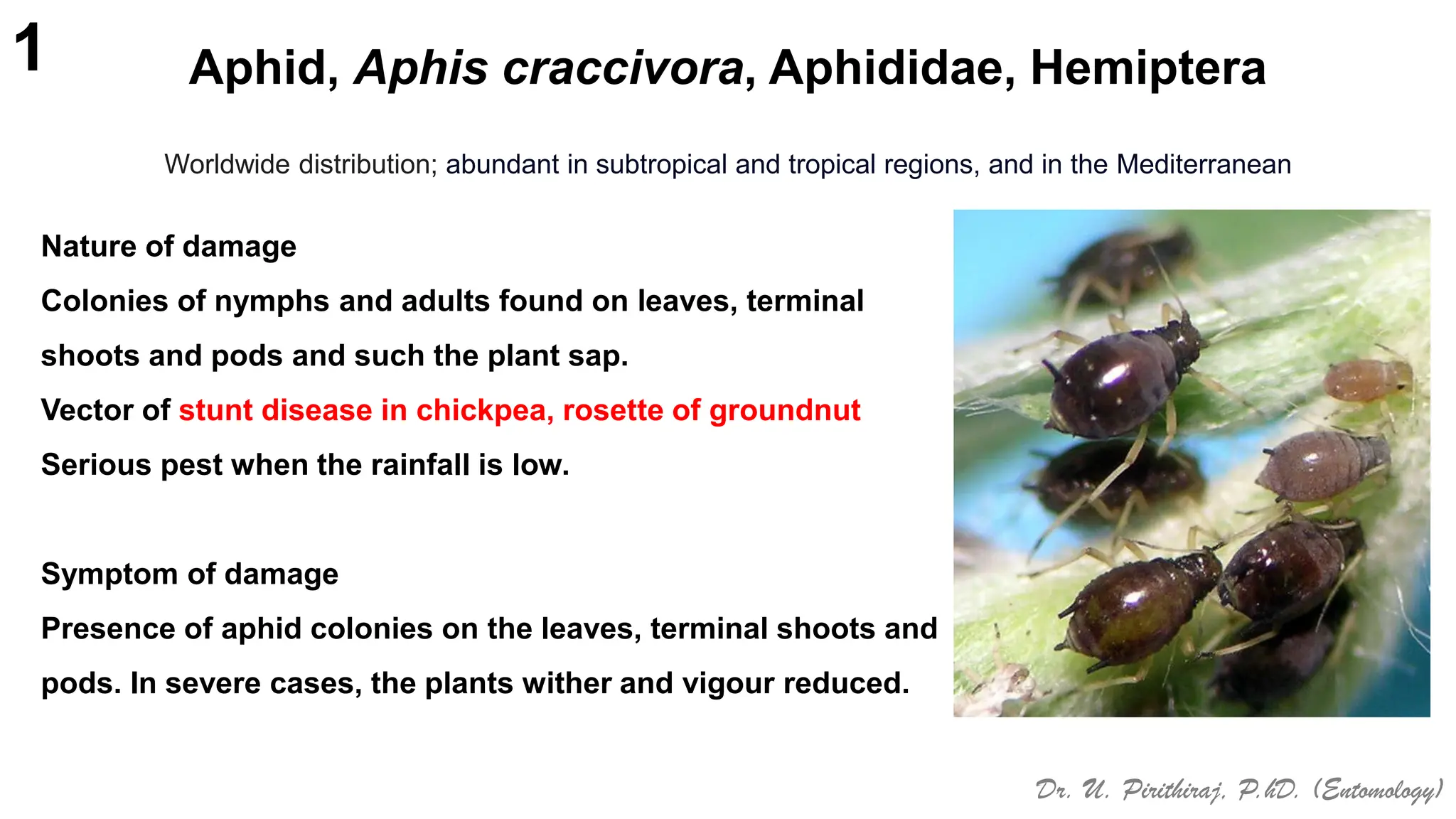 6.1 Pests of Groundnut_Binomics_Identification_Dr.UPR
