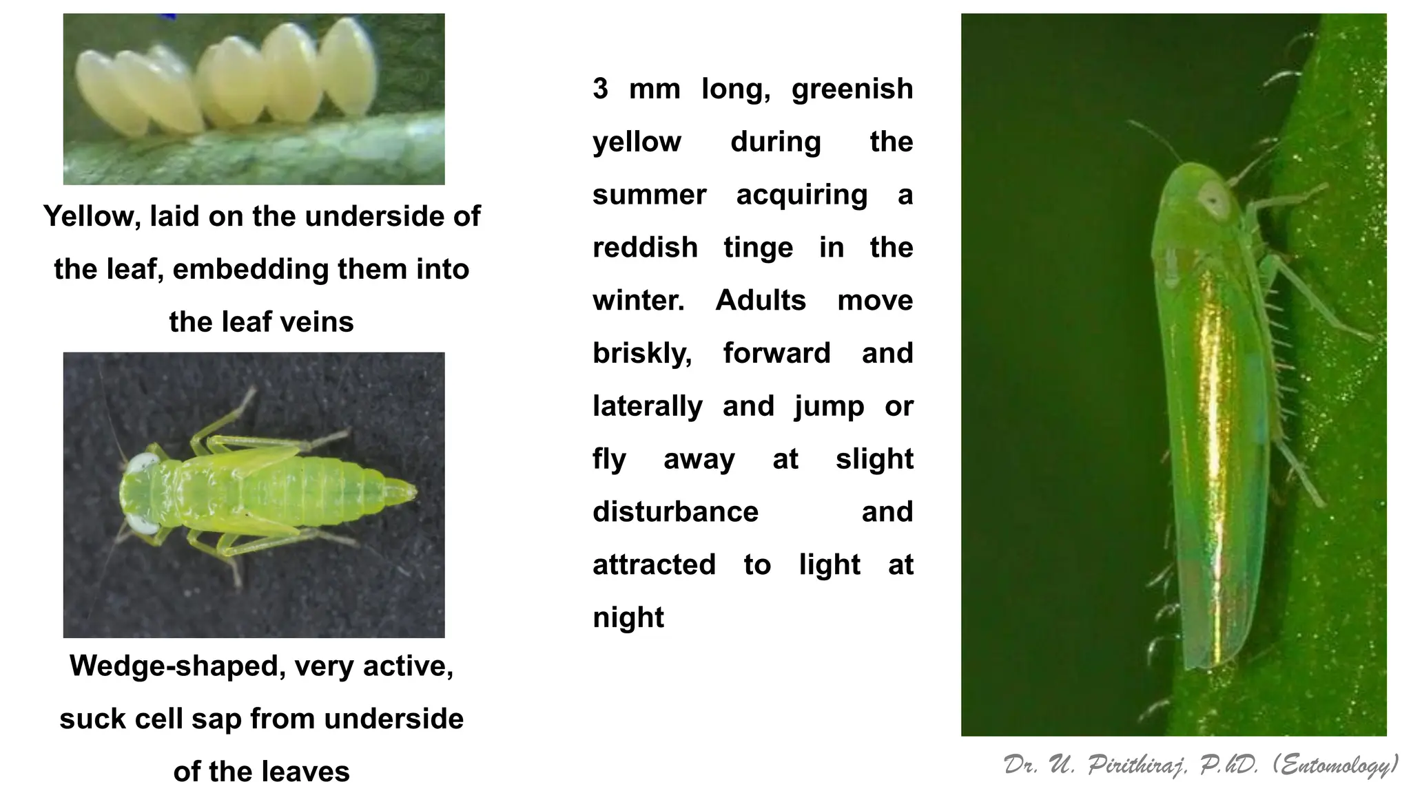 6.1 Pests of Groundnut_Binomics_Identification_Dr.UPR