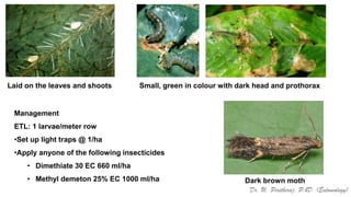 6.1 Pests of Groundnut_Binomics_Identification_Dr.UPR