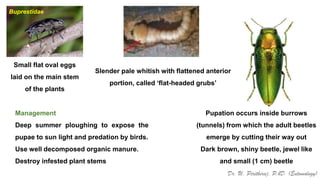 6.1 Pests of Groundnut_Binomics_Identification_Dr.UPR