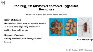 6.1 Pests of Groundnut_Binomics_Identification_Dr.UPR