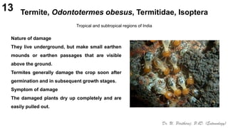 6.1 Pests of Groundnut_Binomics_Identification_Dr.UPR