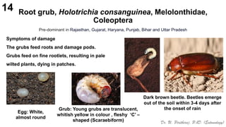 6.1 Pests of Groundnut_Binomics_Identification_Dr.UPR