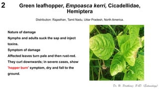 6.1 Pests of Groundnut_Binomics_Identification_Dr.UPR