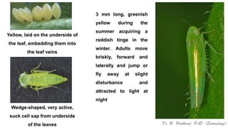 6.1 Pests of Groundnut_Binomics_Identification_Dr.UPR