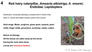 6.1 Pests of Groundnut_Binomics_Identification_Dr.UPR